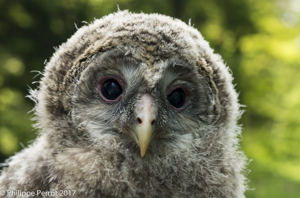 La Choue en Croatie – La Choue