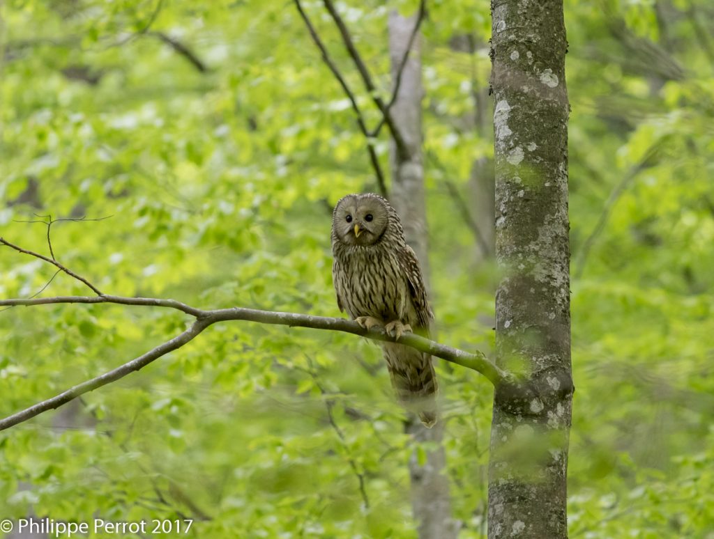 La Choue en Croatie – La Choue